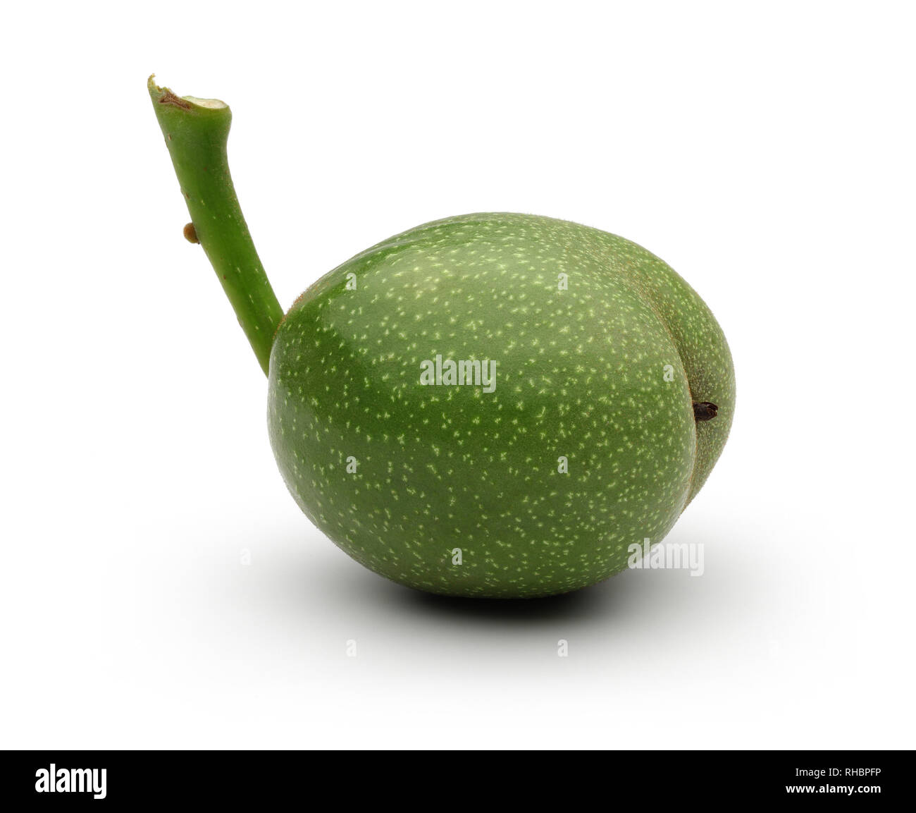 Single green walnut isolated on white background Stock Photo - Alamy