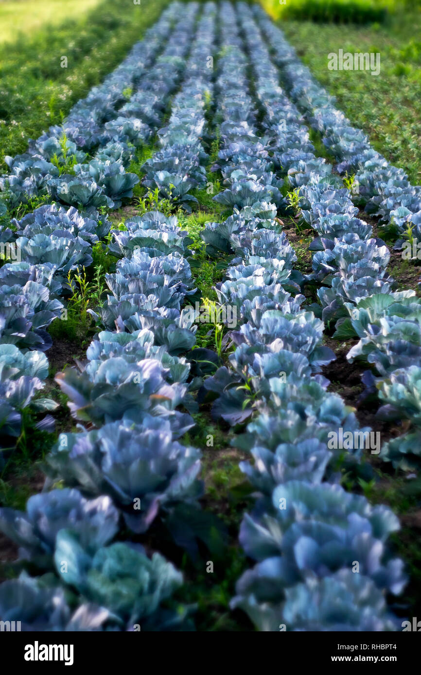 Blue cabbage on field in summer. Outdoor plant agriculture Stock Photo ...