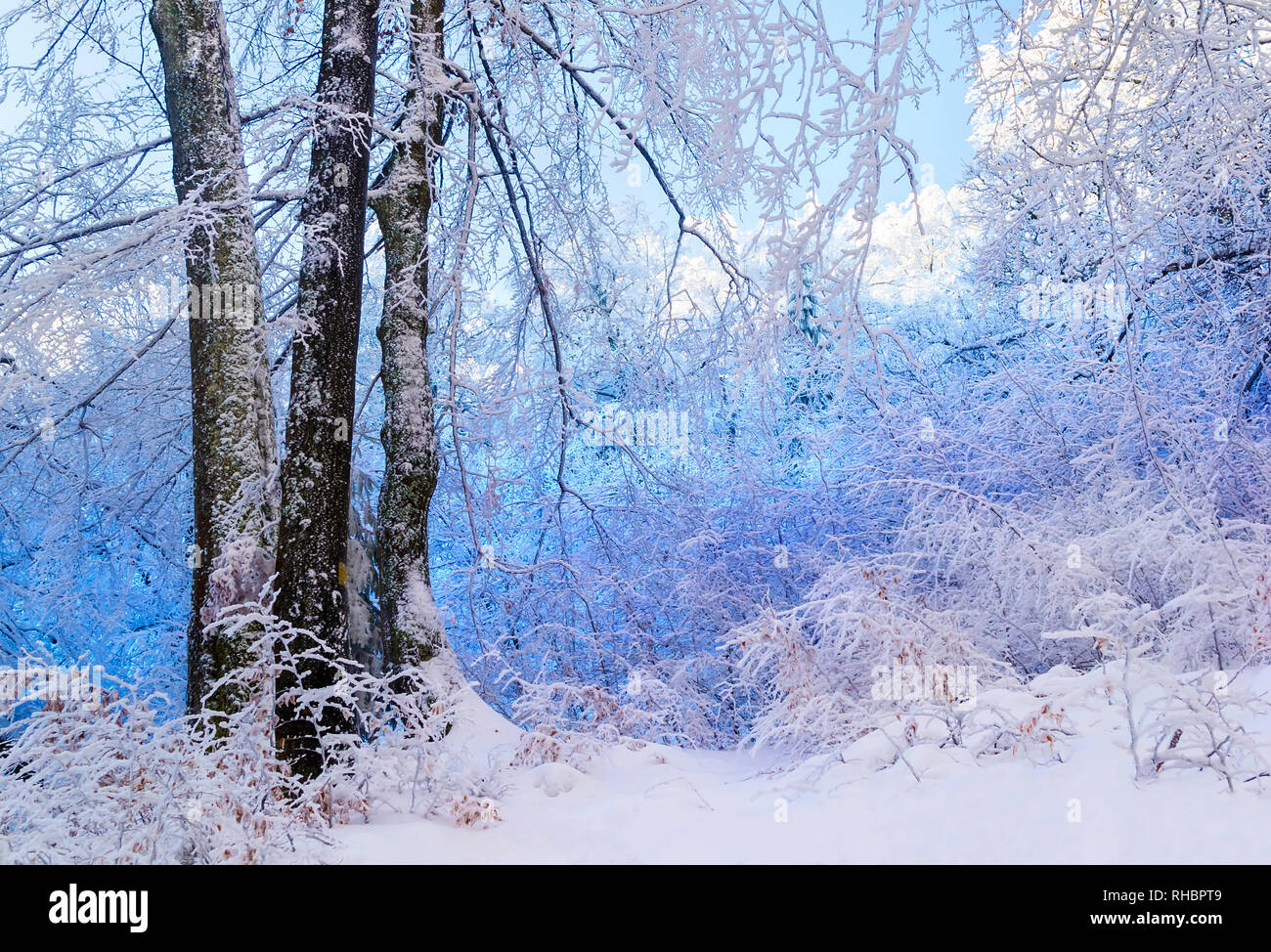 Blue snowy forest. Trees covered with snow. Three trees in front ...