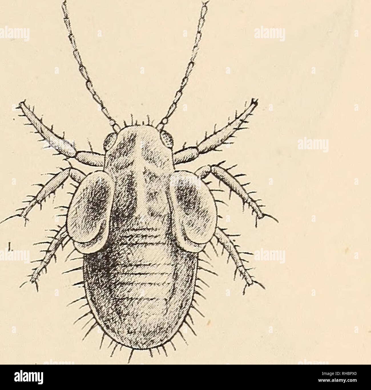 Imperial Fruit Sucking Moth
