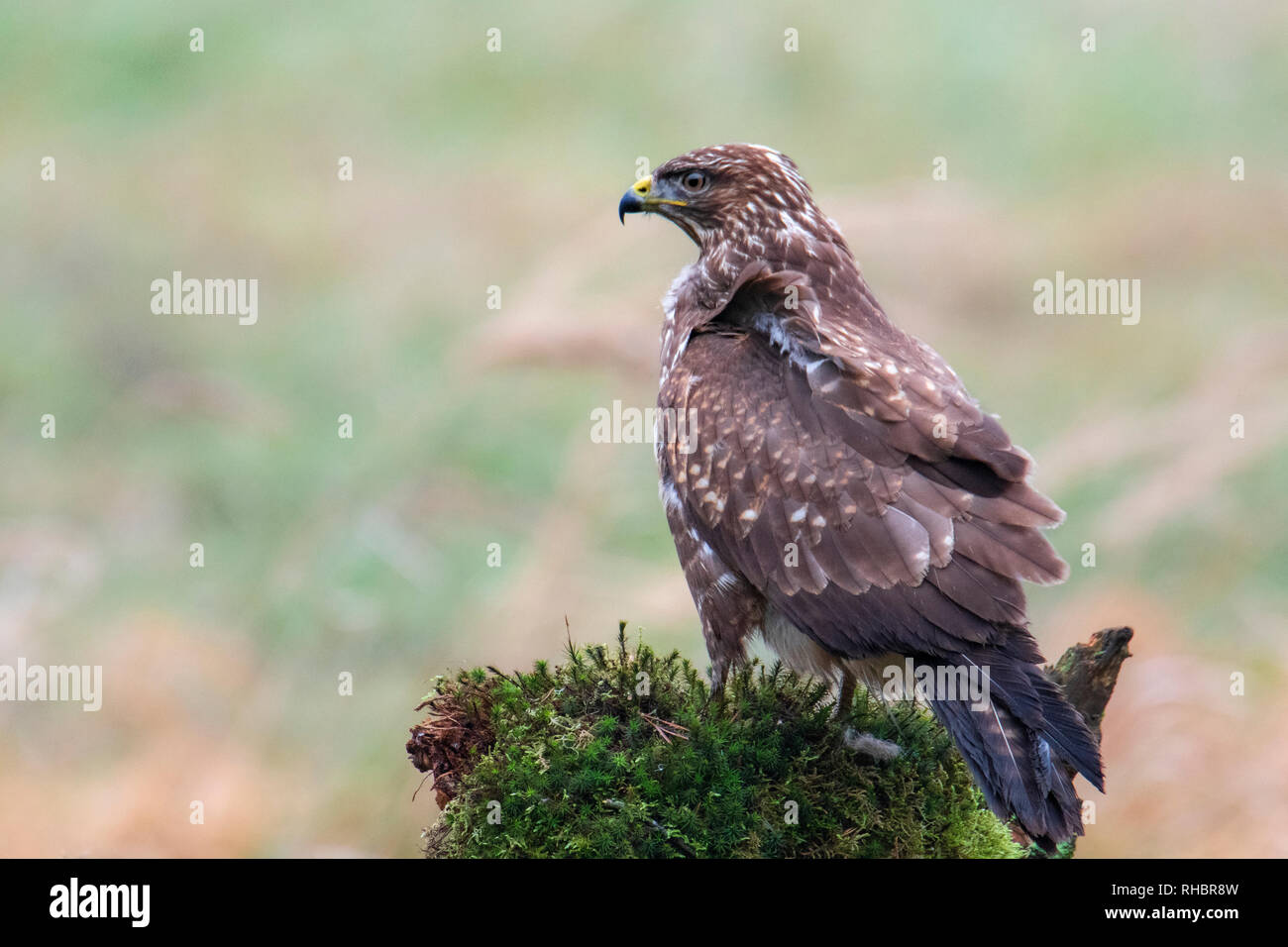Handsome bird of prey hi-res stock photography and images - Alamy