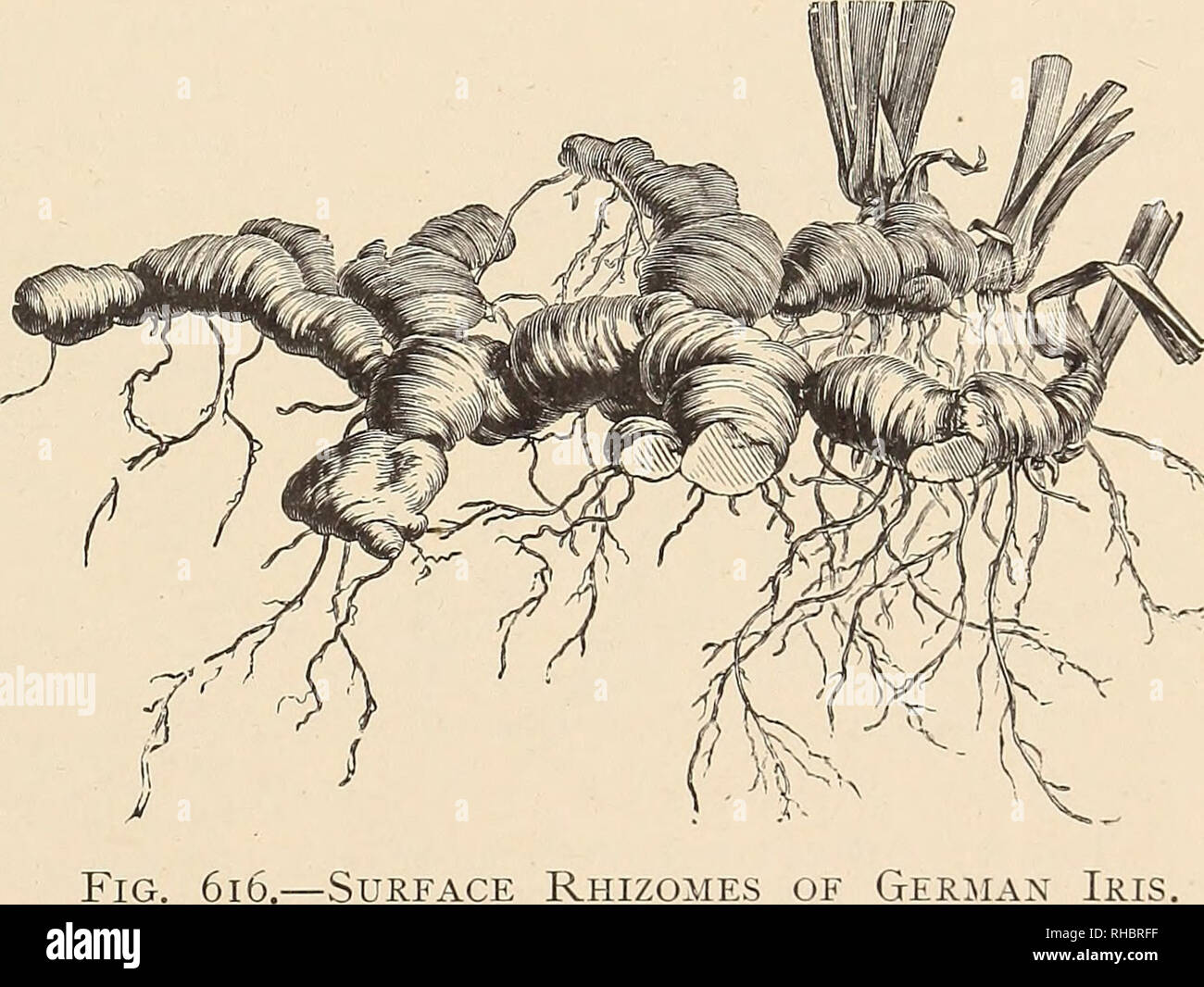 . The Book of gardening; a handbook of horticulture. Gardening ...