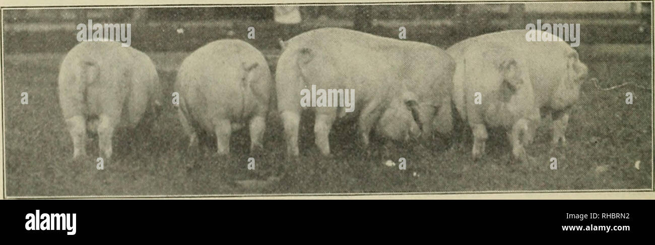 Chester white pig hi-res stock photography and images - Alamy
