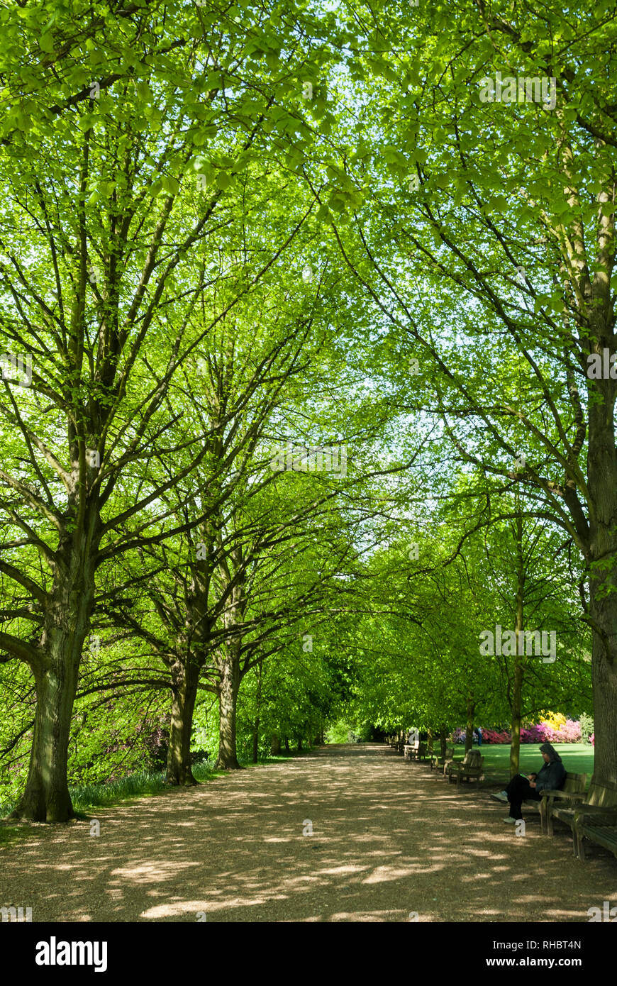 An avenue of beech trees in spring sunshine in the gardens of Kenwood ...
