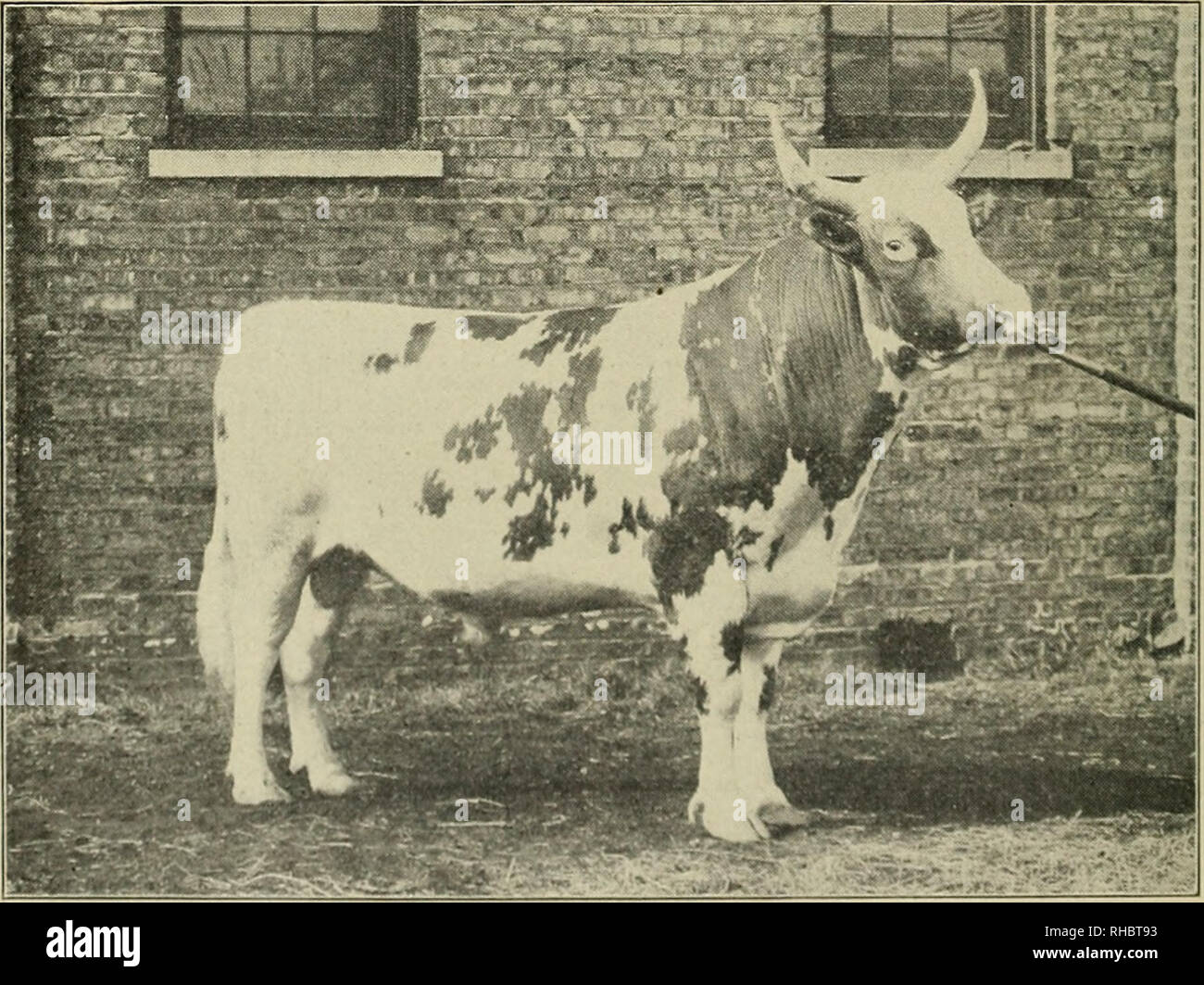 . The book of live stock champions. Livestock. HOWIE'S LADYLIKE ...