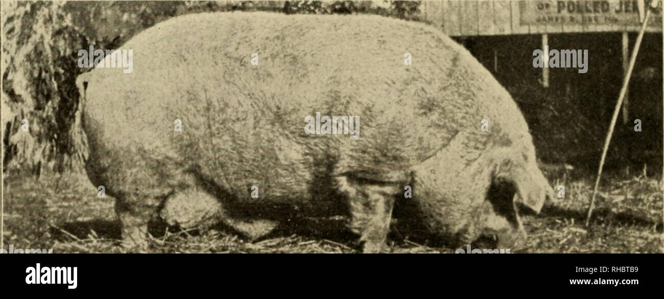 Stocky built hi-res stock photography and images - Alamy