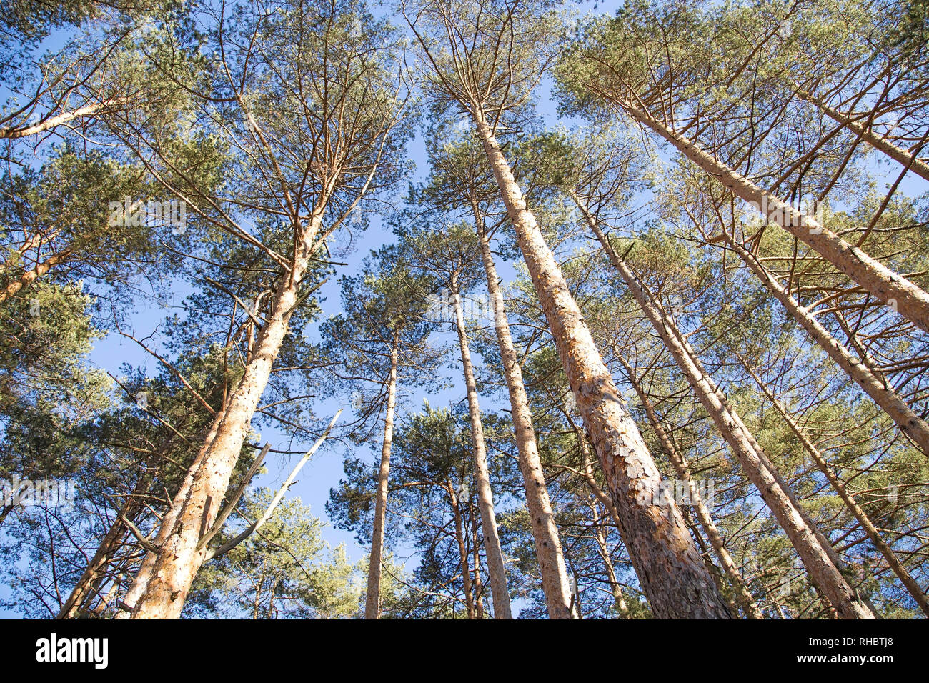 Top trees over a blue sky Stock Photo - Alamy