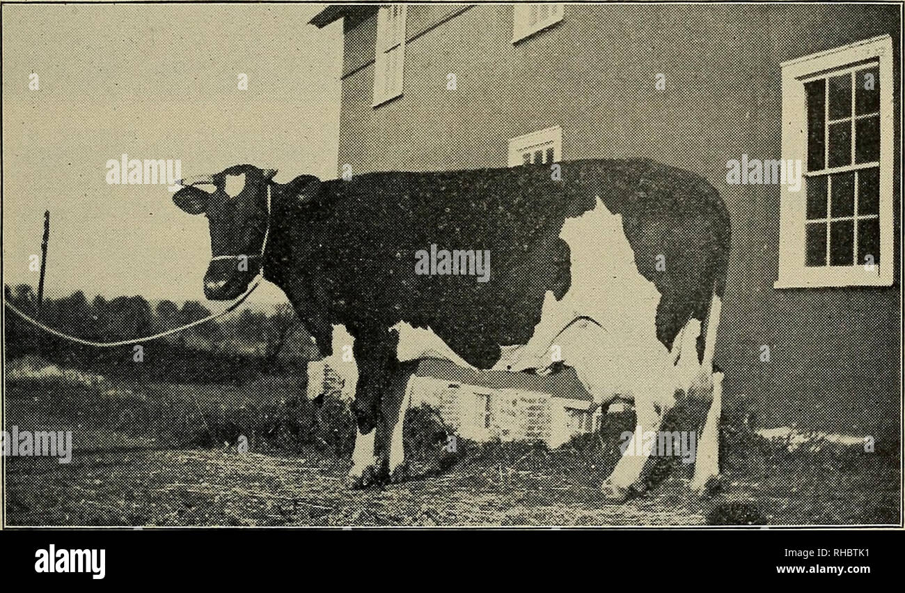 Fat cow under hi-res stock photography and images - Alamy