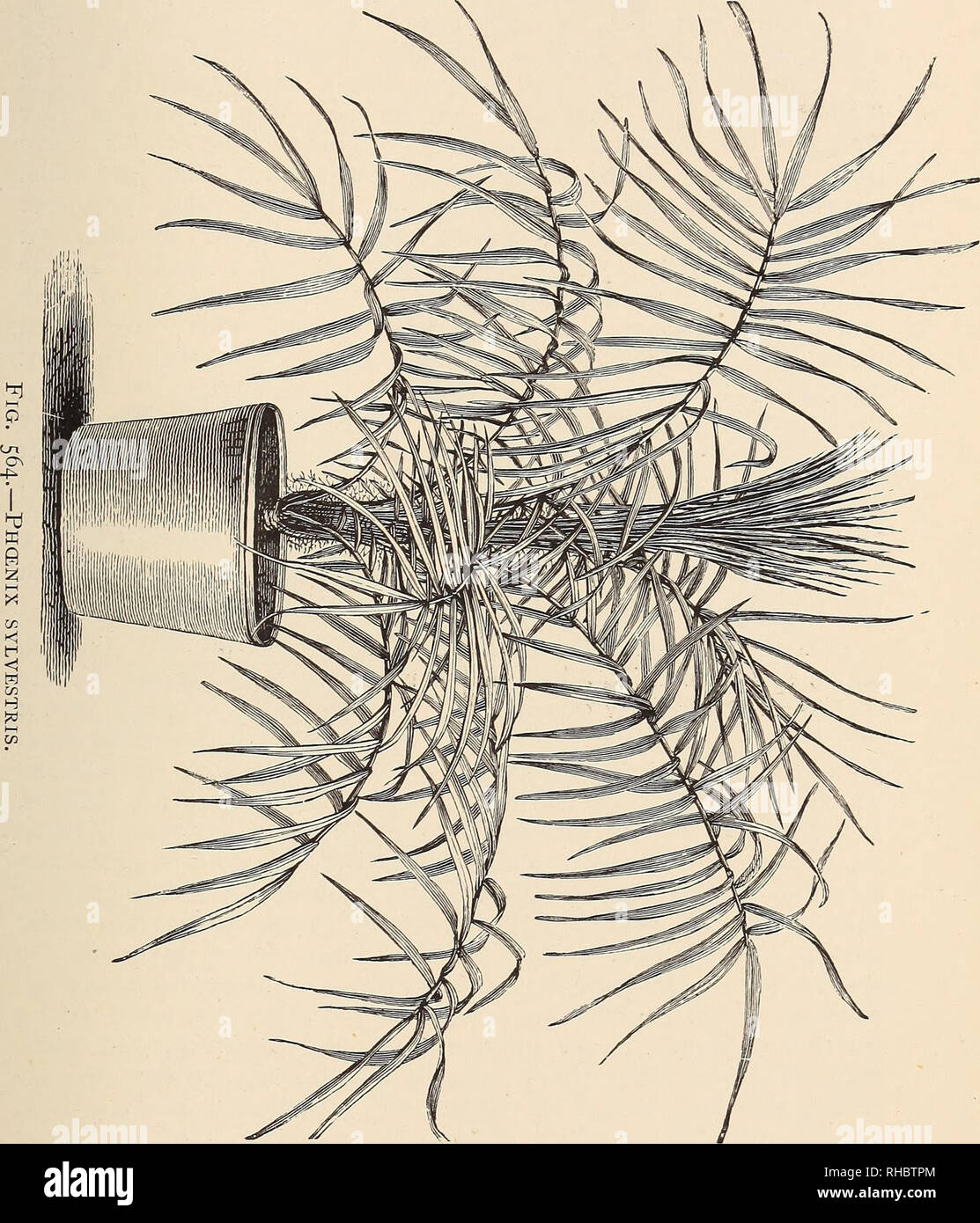 . The Book of gardening; a handbook of horticulture. Gardening ...