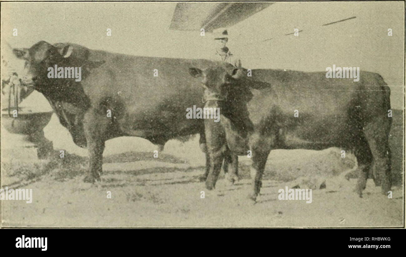 Mr d cow hi-res stock photography and images - Alamy