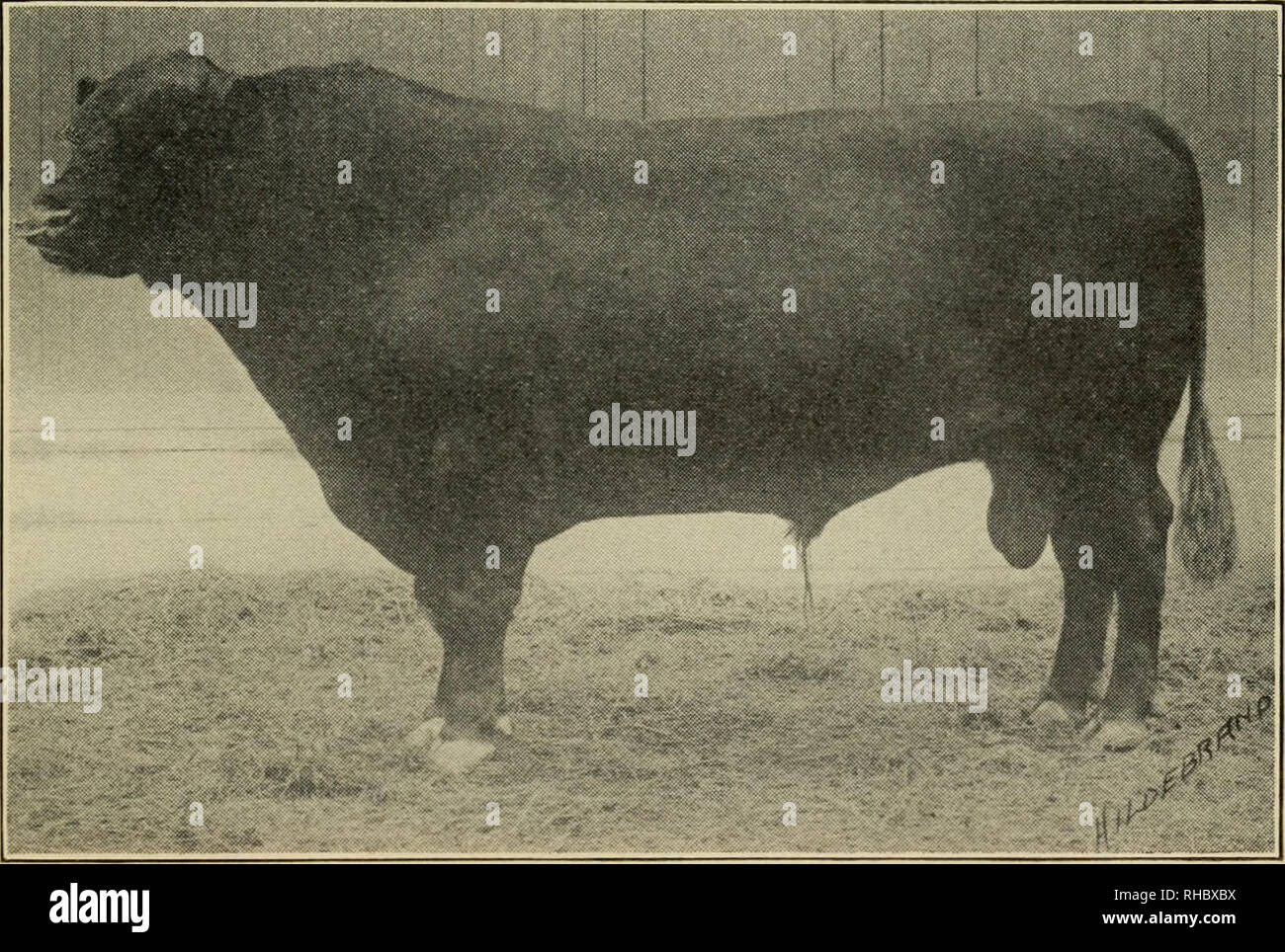 Red shorthorn cow hi-res stock photography and images - Alamy