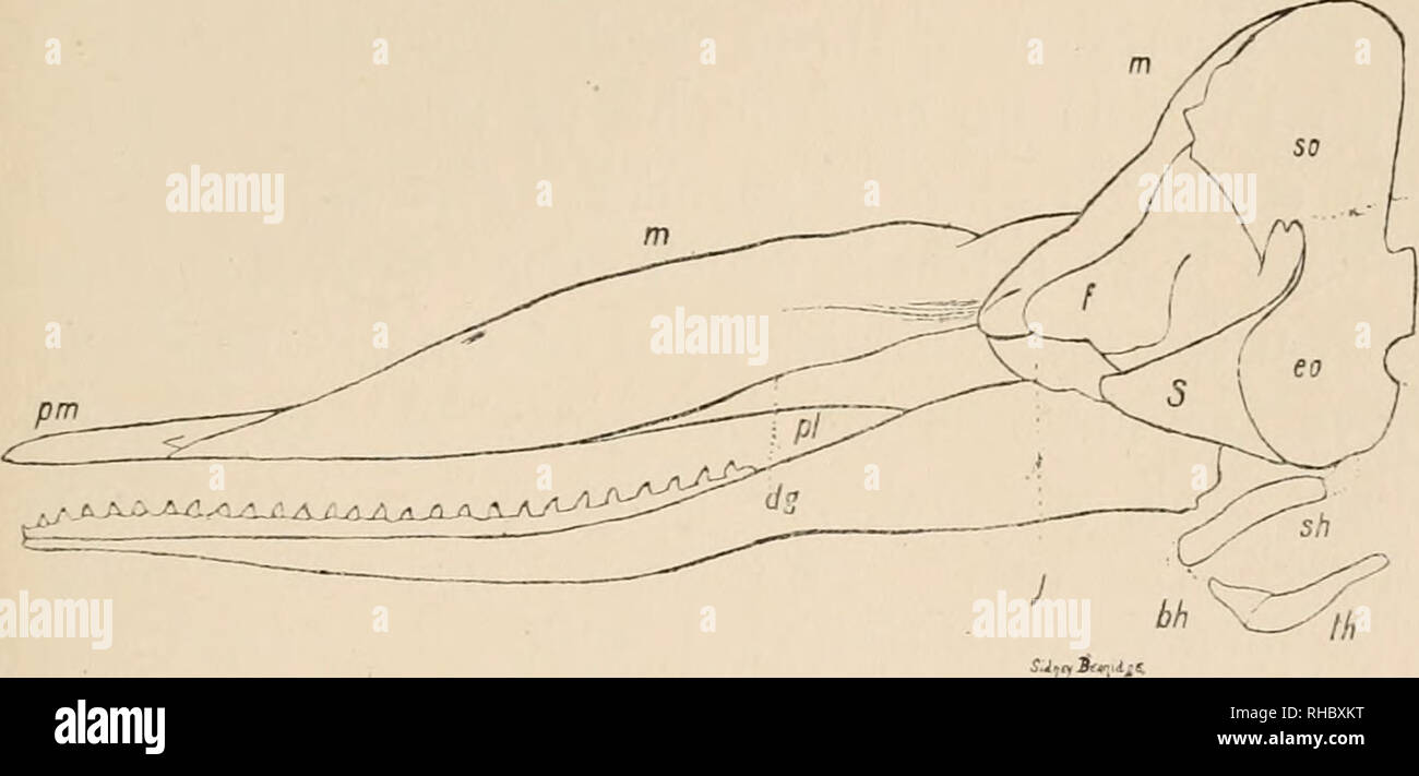 . A book of whales. Whales. SPERM WHALES hardly called articular ...