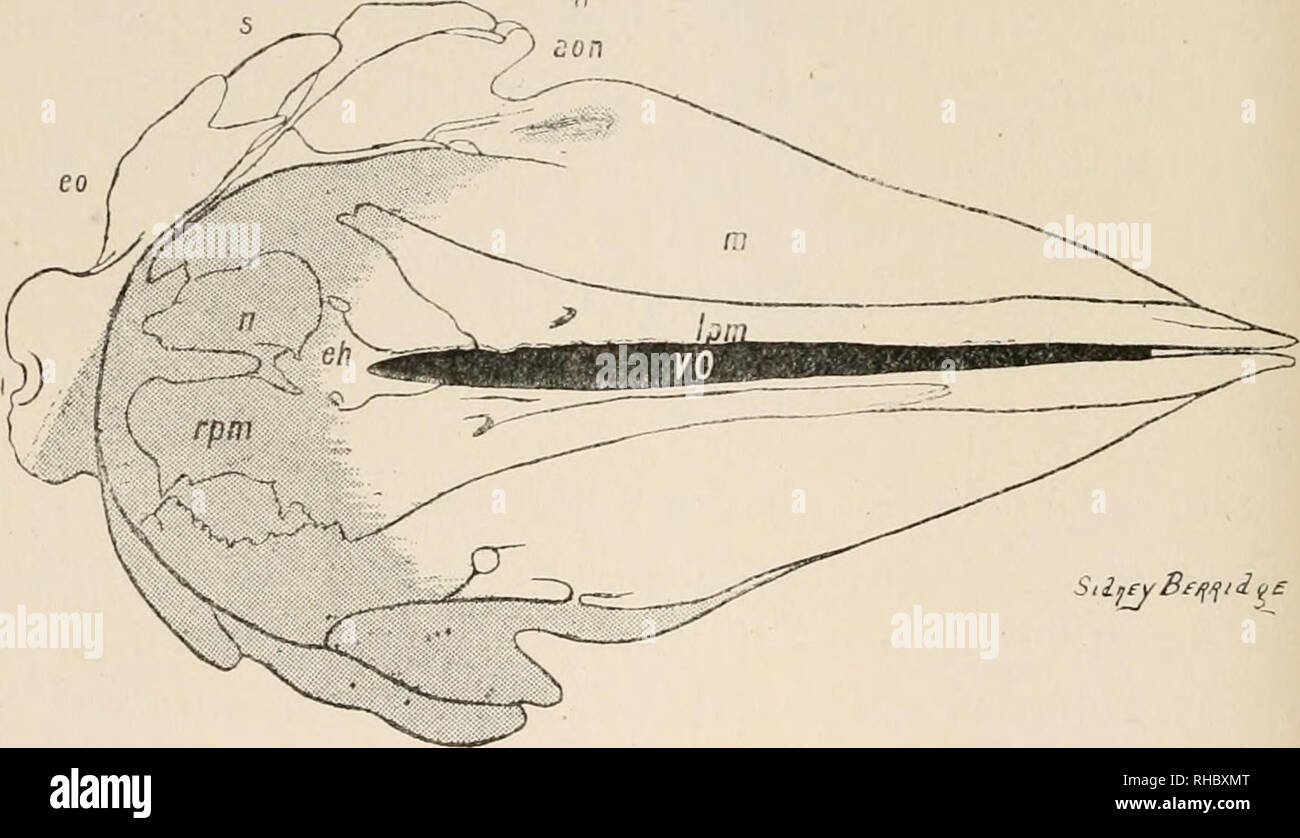 Skull of a sperm whale hi-res stock photography and images - Alamy