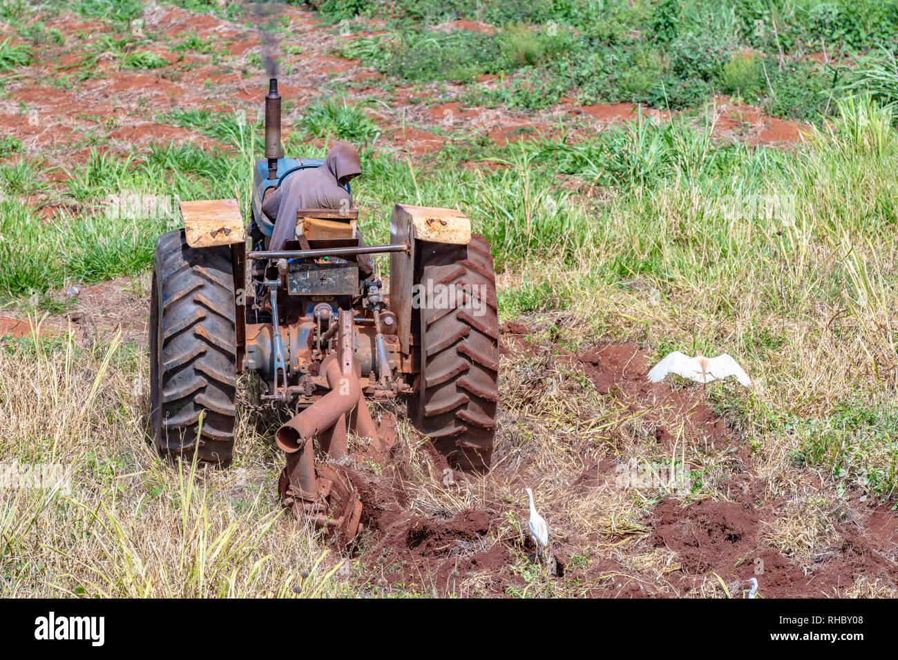 Jamaican agriculture hi-res stock photography and images - Alamy
