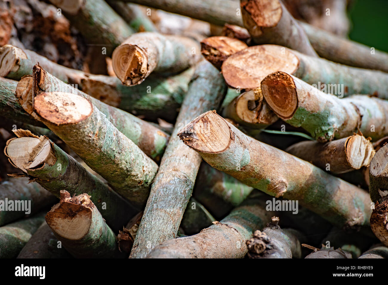 Close up on a pile of chopped wood from tree trunks and branches Stock ...