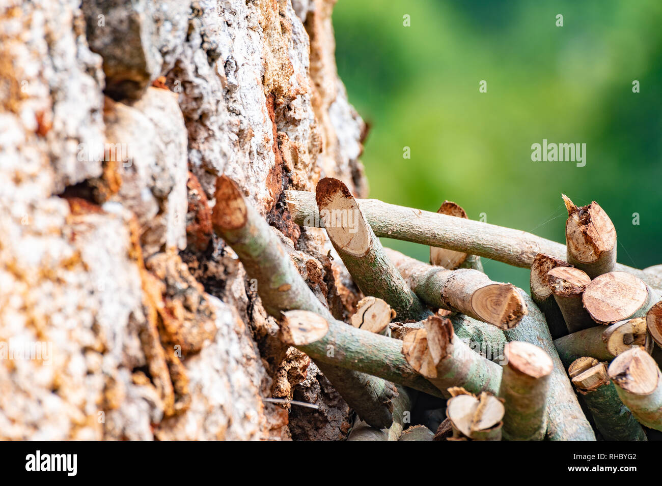 Stone mud hi-res stock photography and images - Alamy