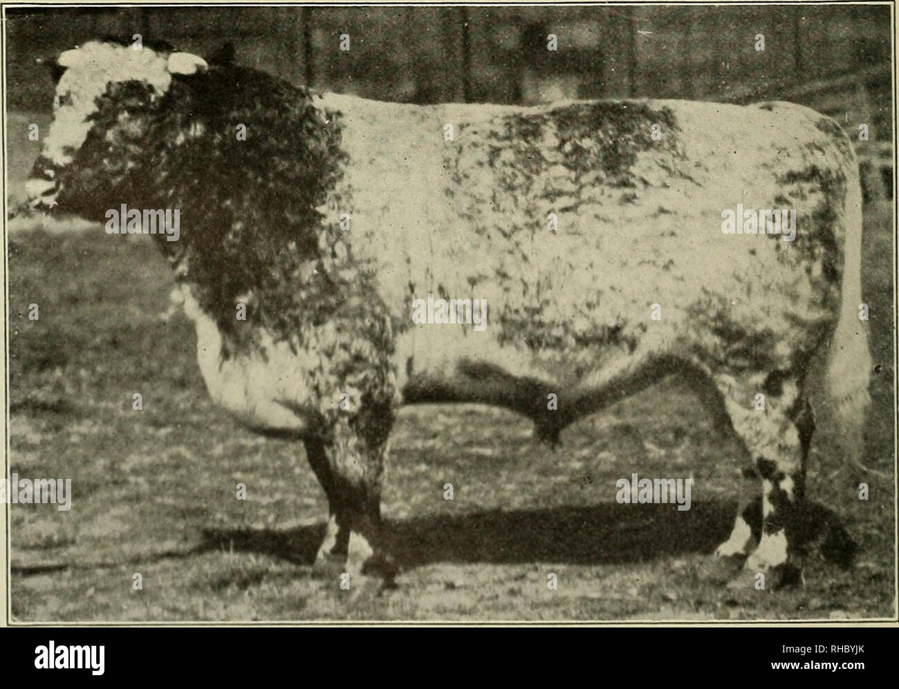 . The book of live stock champions. Livestock. NETHER BARON — IMPORTED ...