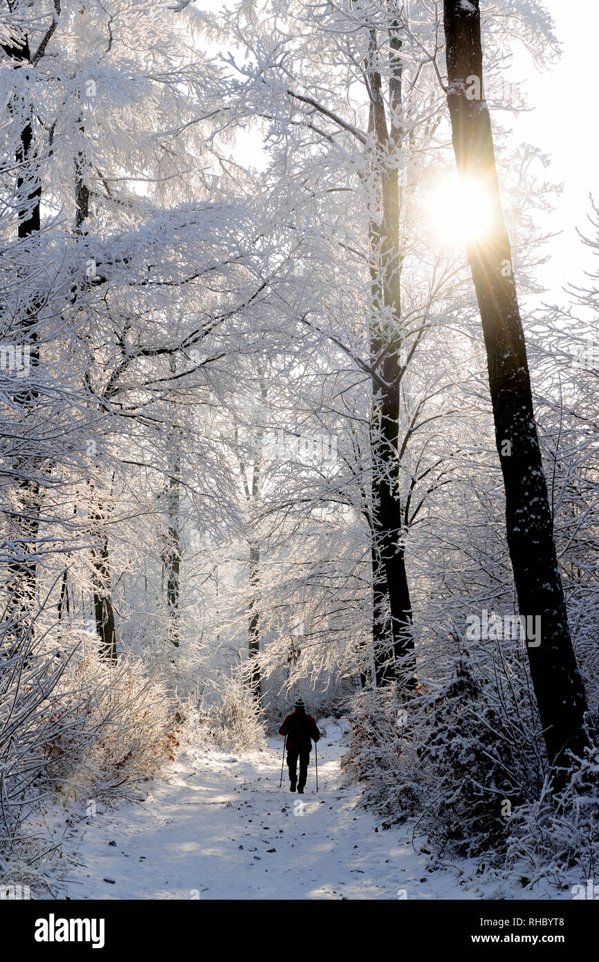 beauty, cold, fantasy, magic, misty, sun, sunny, mysterious, mystery ...