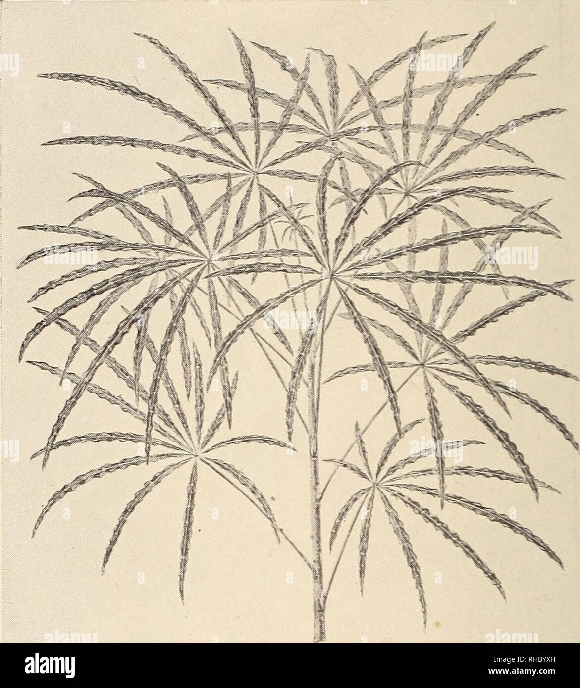 Digitate leaves hi-res stock photography and images - Alamy