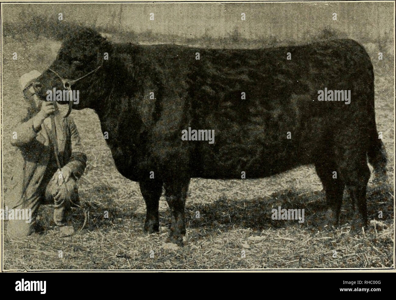 . The book of live stock champions. Livestock. LOU DILLON, 1:58 ...