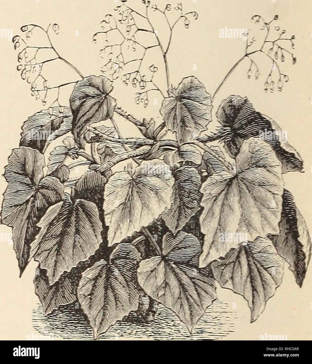 Begonia manicata hi-res stock photography and images - Alamy