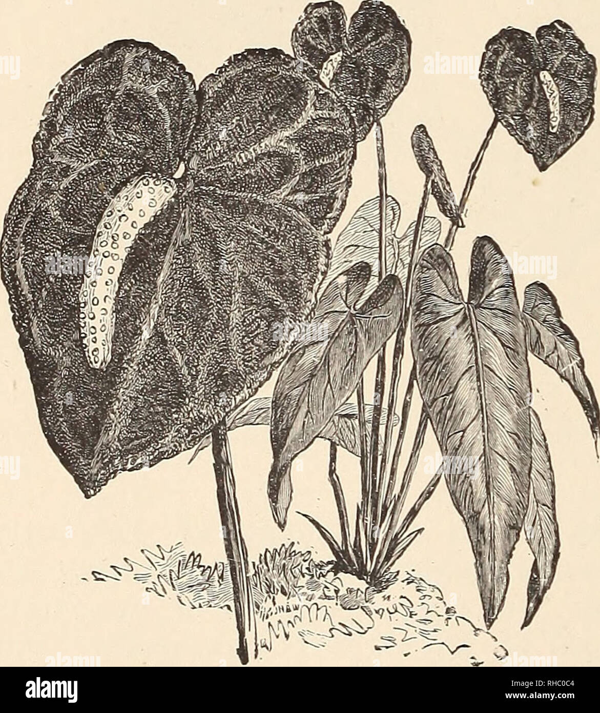 Stages of heat treatment hi-res stock photography and images - Alamy