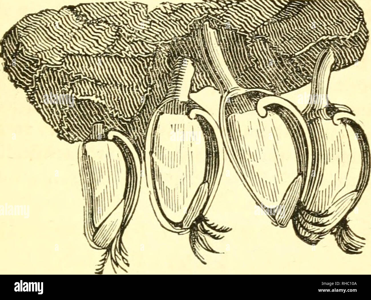 Sir robert moray hi-res stock photography and images - Alamy