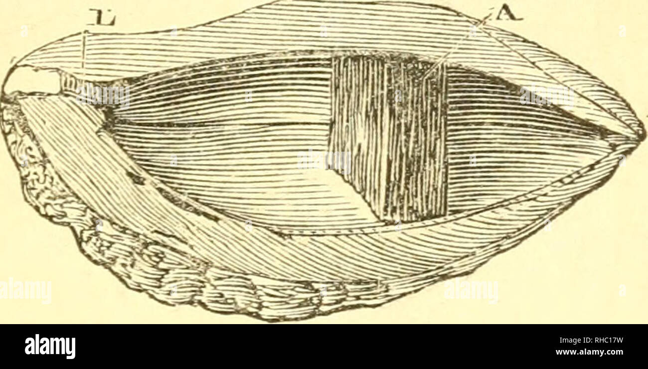 . The book of shells : containing the classes Mollusca, Conchifera ...