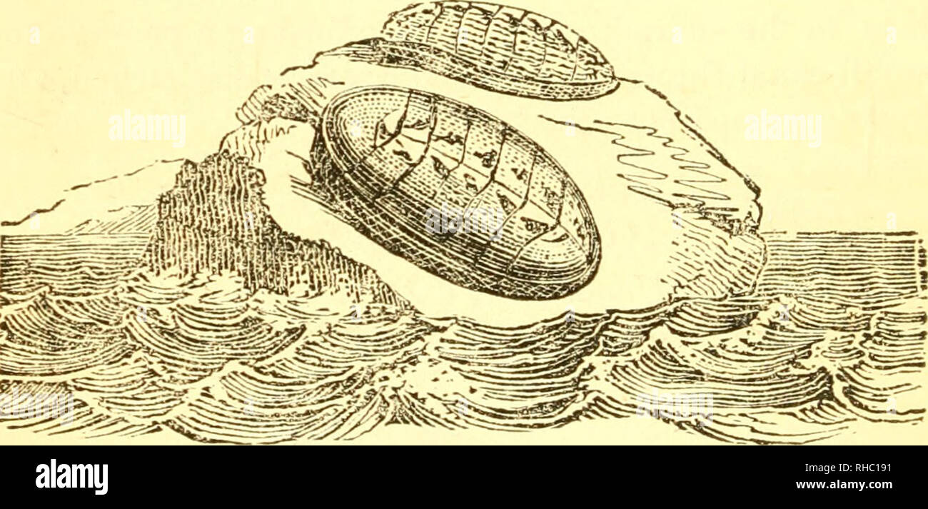 Chiton rocks hi-res stock photography and images - Alamy