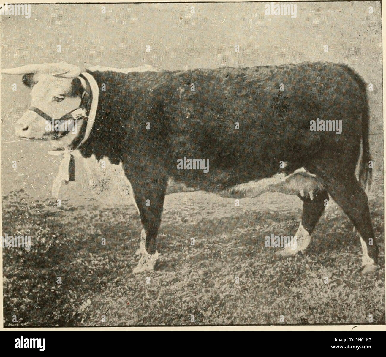 Australian merino ram hi-res stock photography and images - Alamy