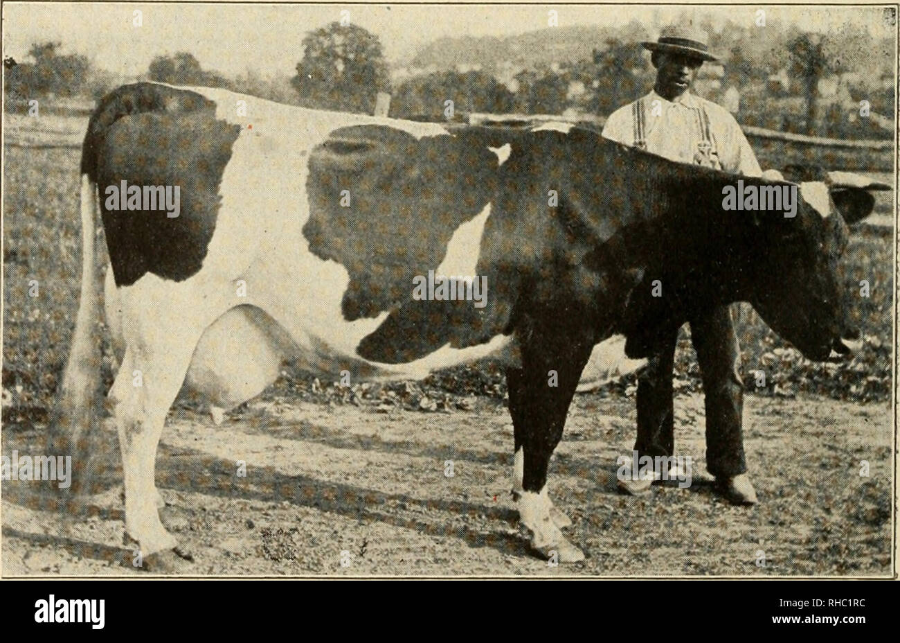 Ayrshire agricultural show hi-res stock photography and images - Alamy