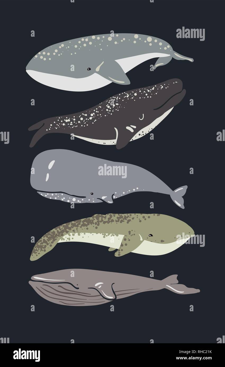 illustration of whale. Set of vector whales Stock Vector Image & Art - Alamy
