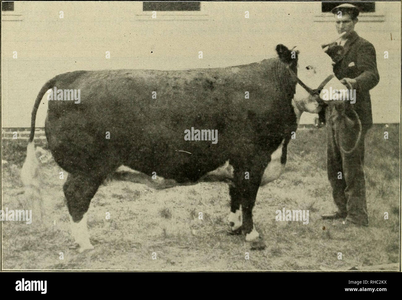 . The book of live stock champions. Livestock. HIS MAJESTY, THE GRAND ...