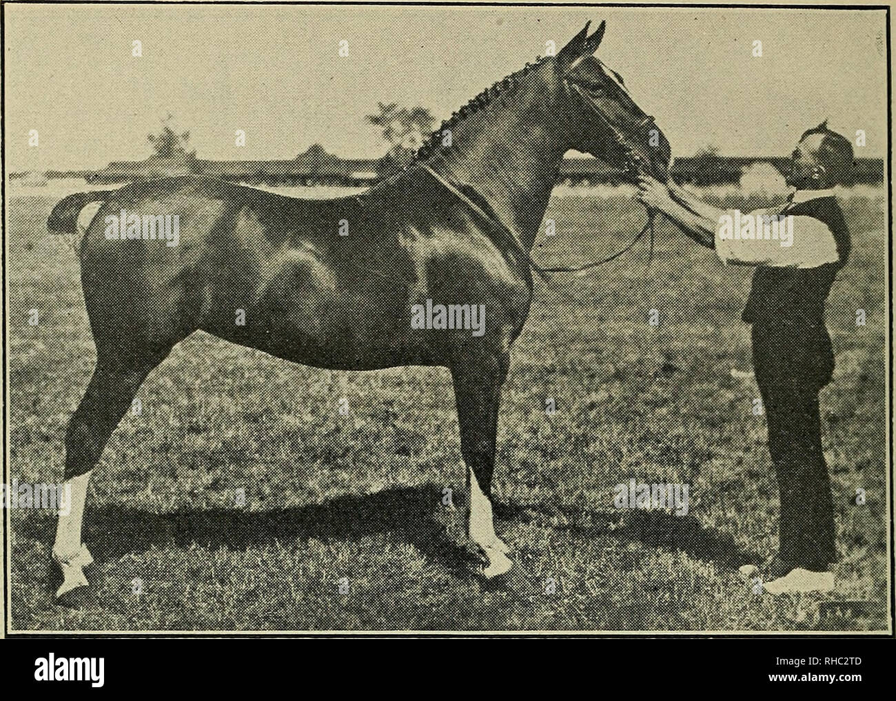 King Of Diamonds Stallion