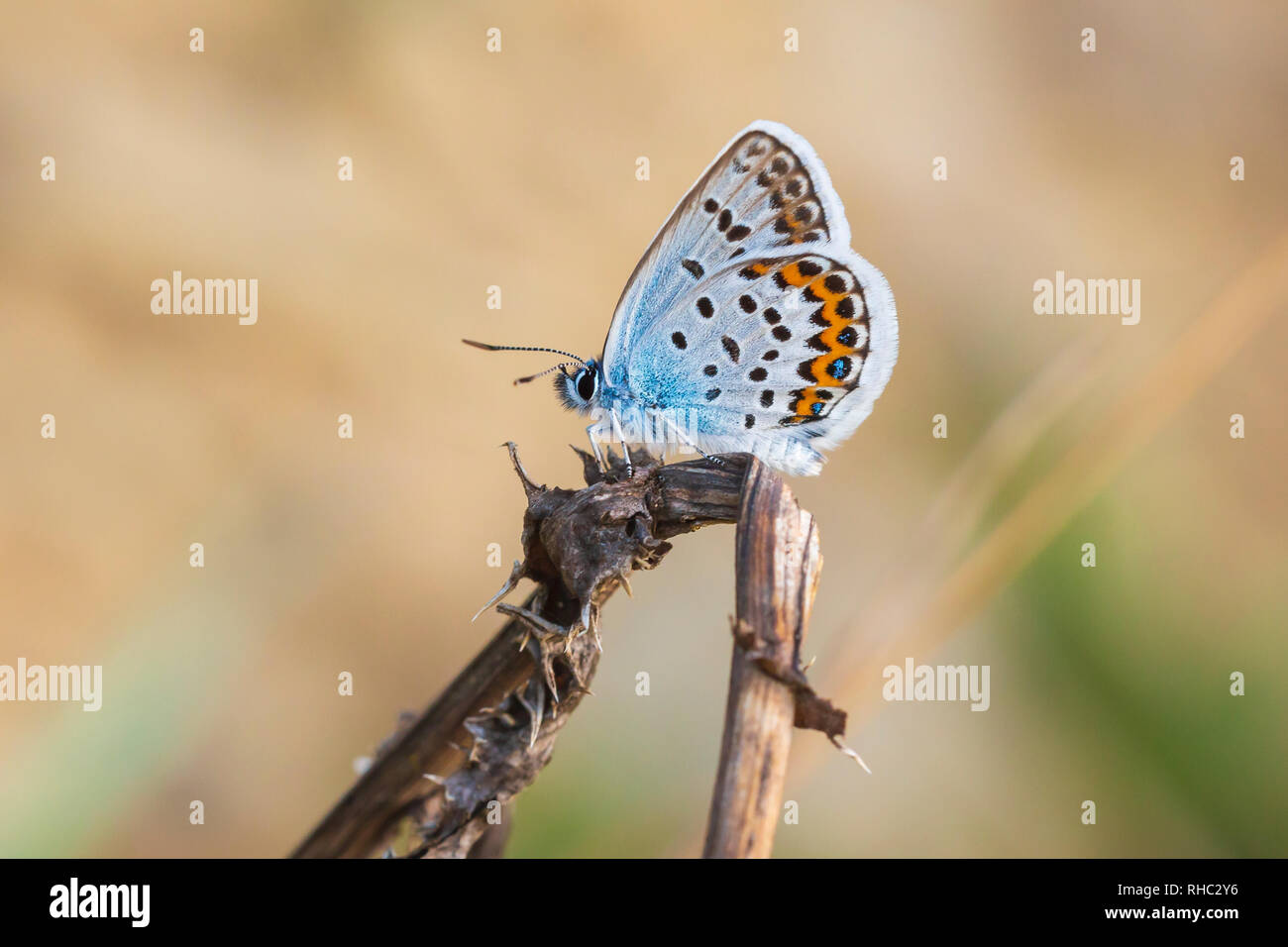 Silver blue butterfly hi-res stock photography and images - Alamy