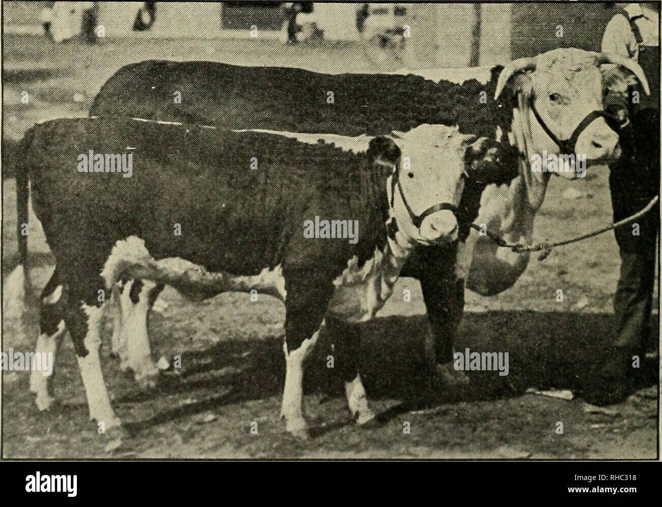 . The book of live stock champions. Livestock. BARON CLIFTON—FIRST ...