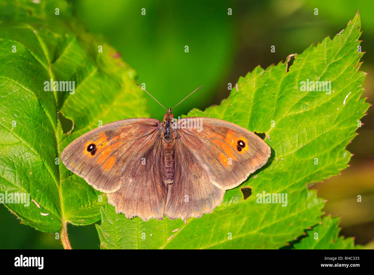 Closeup top view of a meadow brown butterfly Maniola jurtina front ...