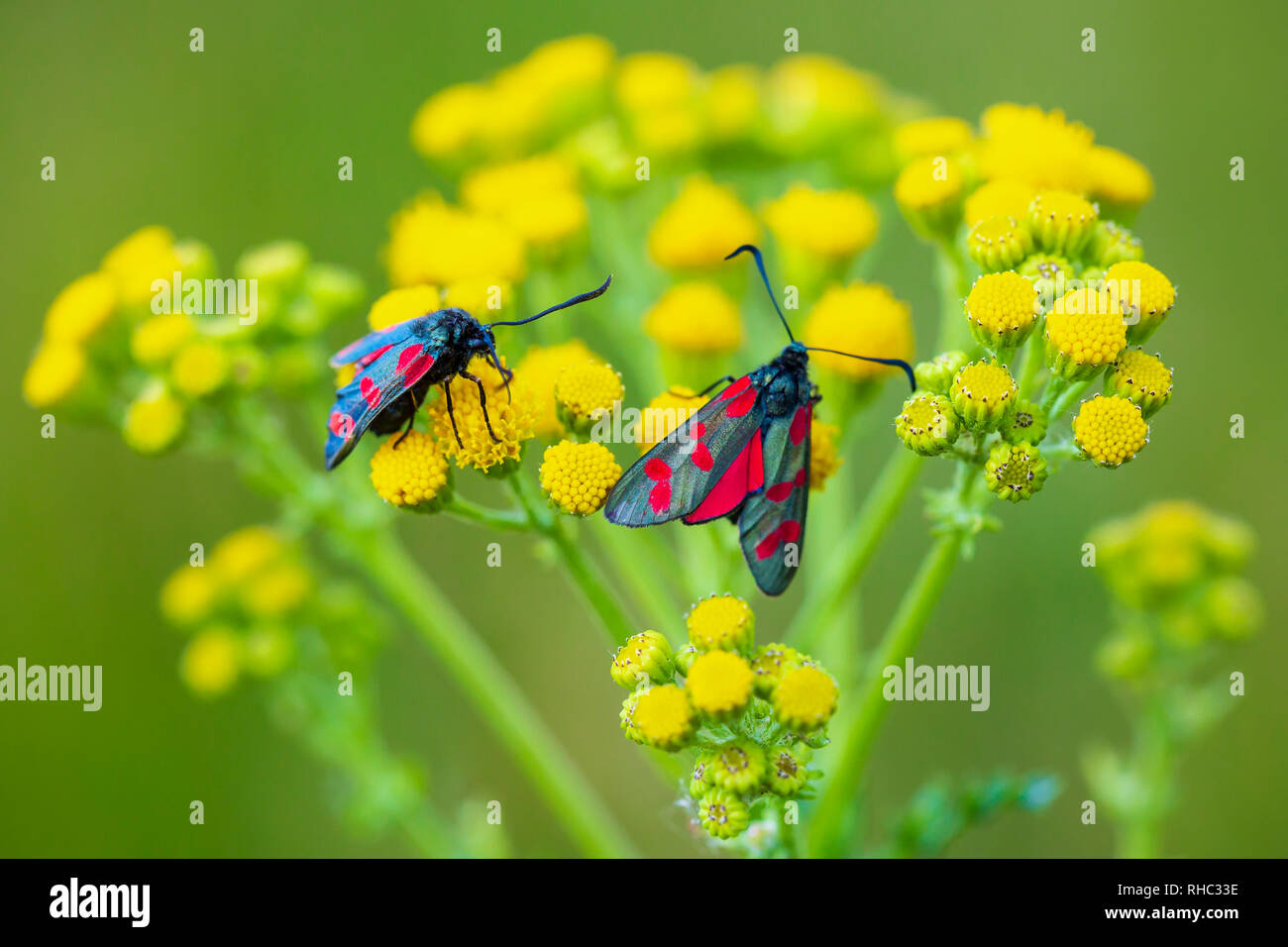 Yellow flying butterfly hi-res stock photography and images - Alamy