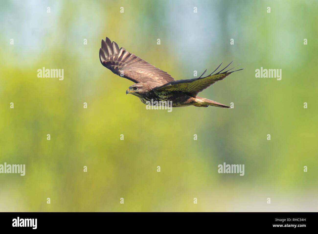 Common buzzard, Buteo Buteo, in flight, hovering in above a green field ...
