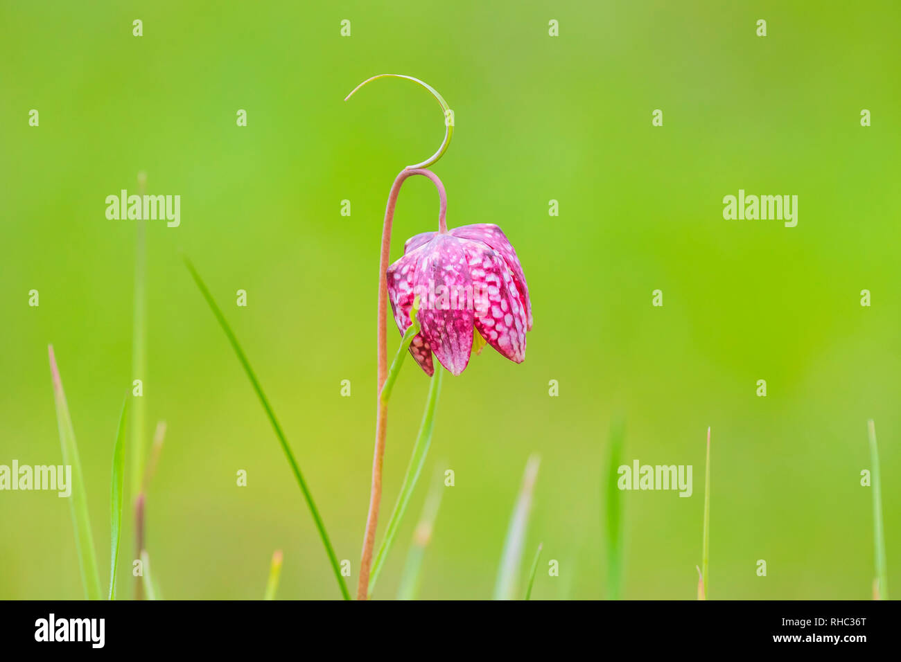 Drooping bell flower hi-res stock photography and images - Alamy
