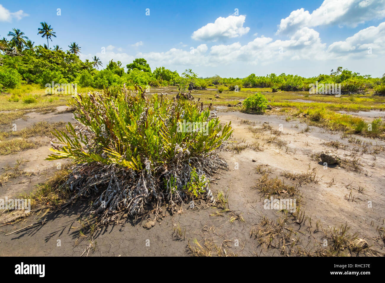 Jungle forest swamp on a clear sunny day Jozani Chwaka Bay National ...