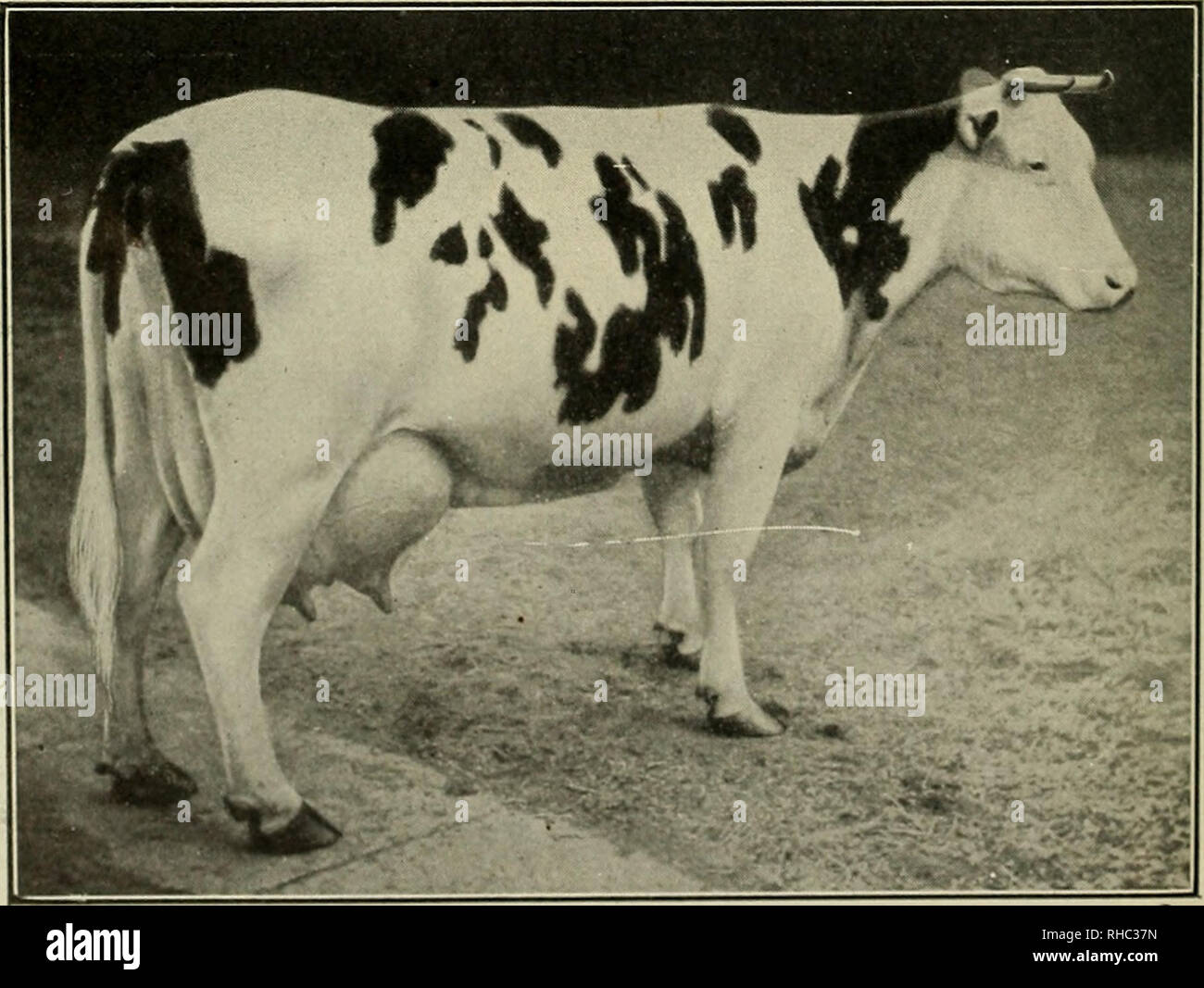 Slaughter grade hi-res stock photography and images - Alamy