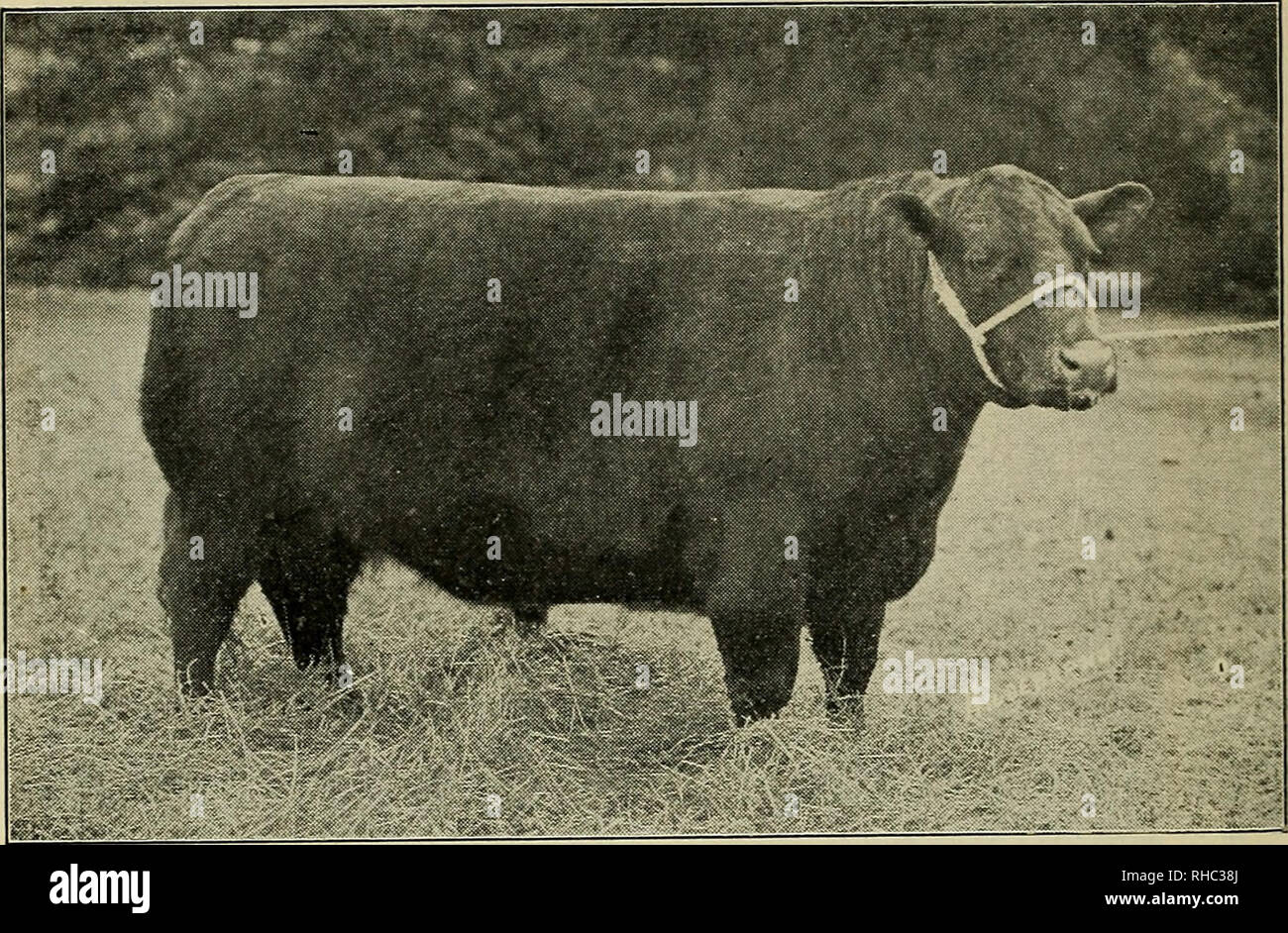 Slaughter grade hi-res stock photography and images - Alamy