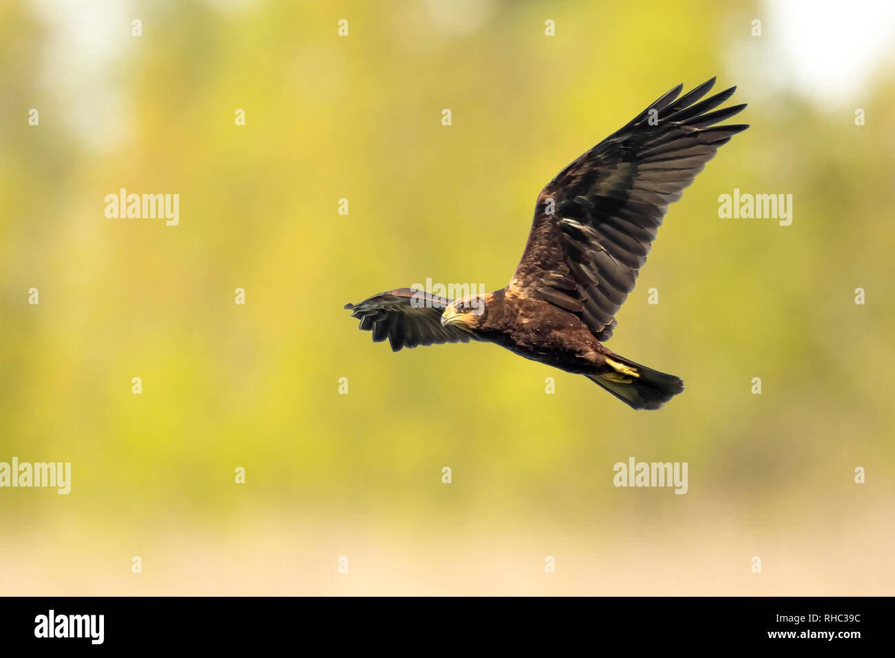 Female marsh hawk hi-res stock photography and images - Alamy