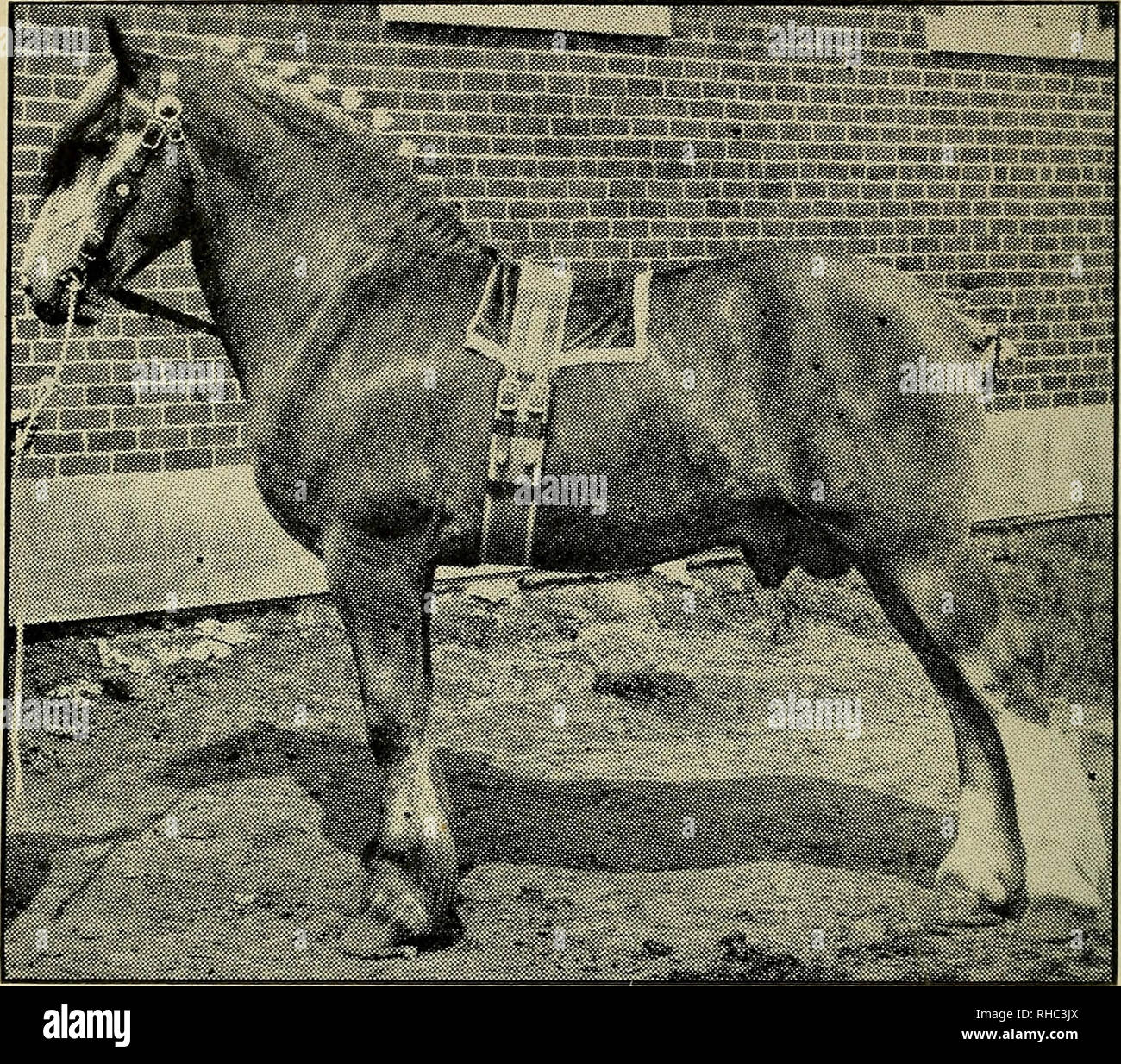 Shire horse feet hi-res stock photography and images - Alamy