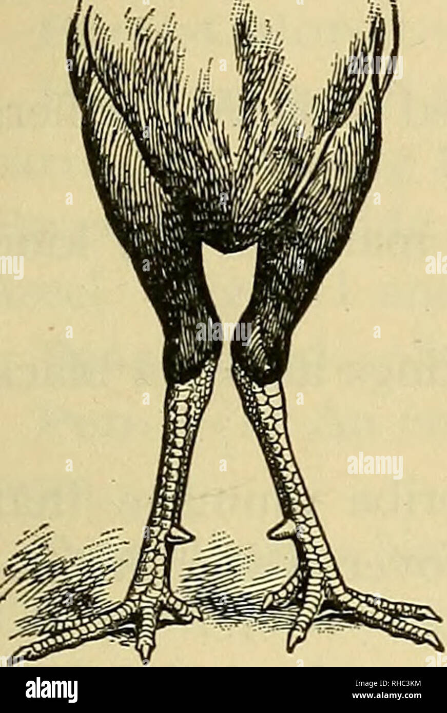 Rear edging hi-res stock photography and images - Alamy