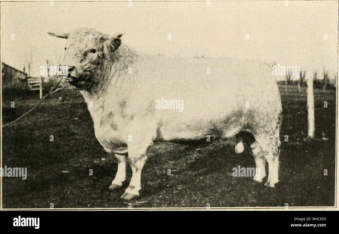 . The book of live stock champions. Livestock. HACKNEY MARE—HILDRED. A ...