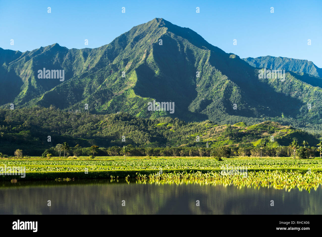 Taro leaf kauai hi-res stock photography and images - Alamy