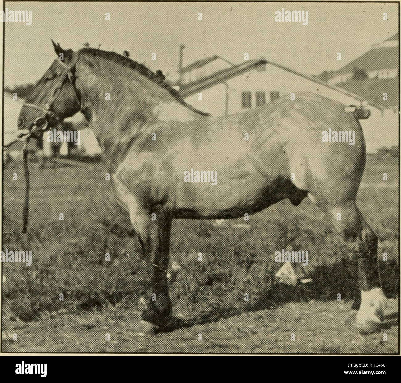 Iowa state fair 1908 hi-res stock photography and images - Alamy