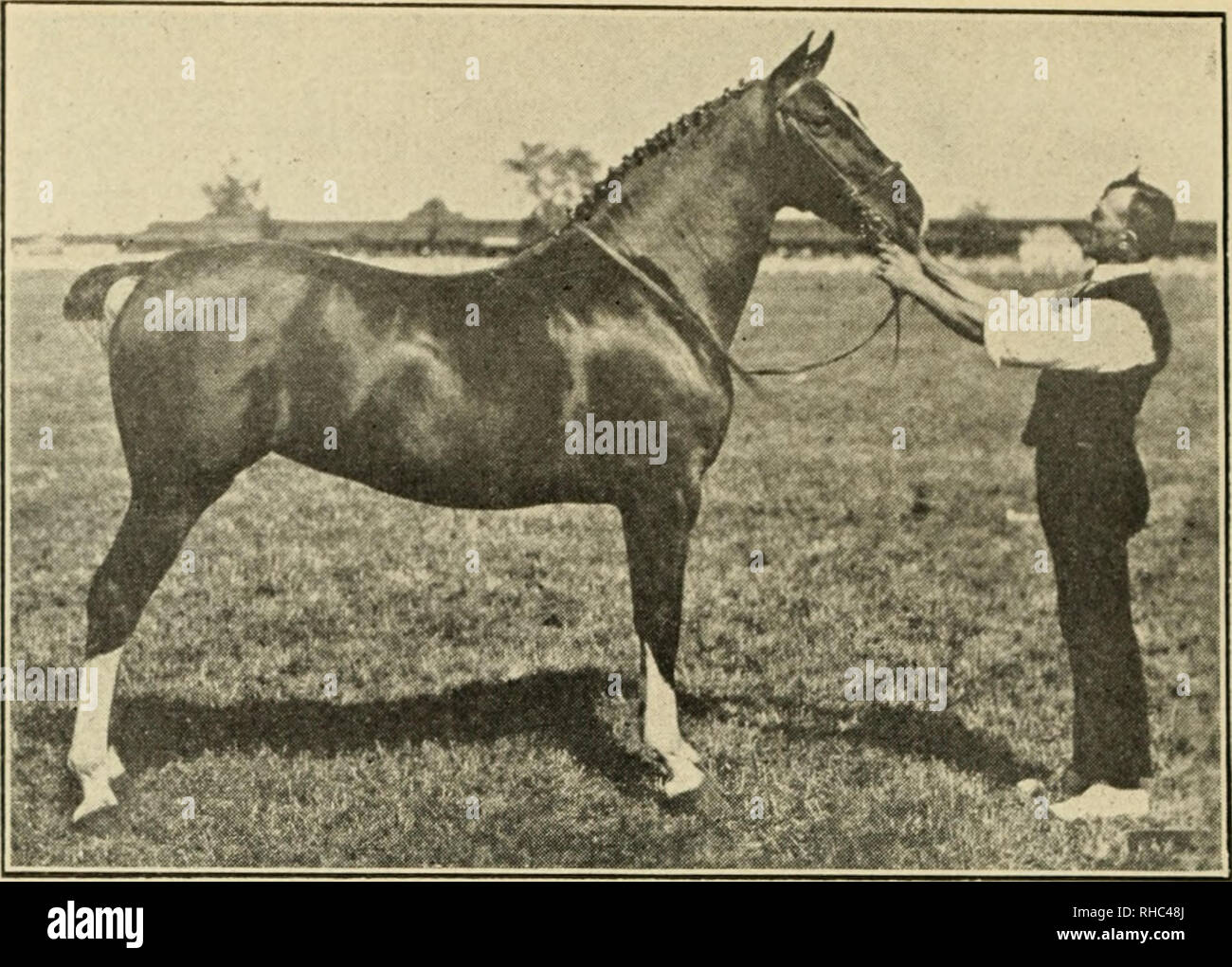 King of diamonds horse hi-res stock photography and images - Alamy